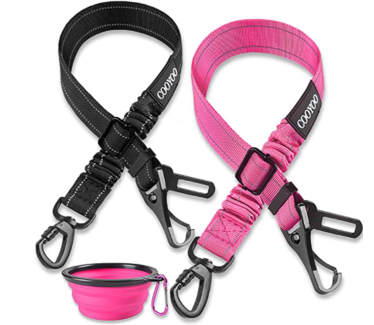 Choosing A Collar For Your Bully Breed - AK Hurricane Bullies